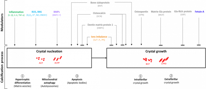 Osteoarthritis and calcification